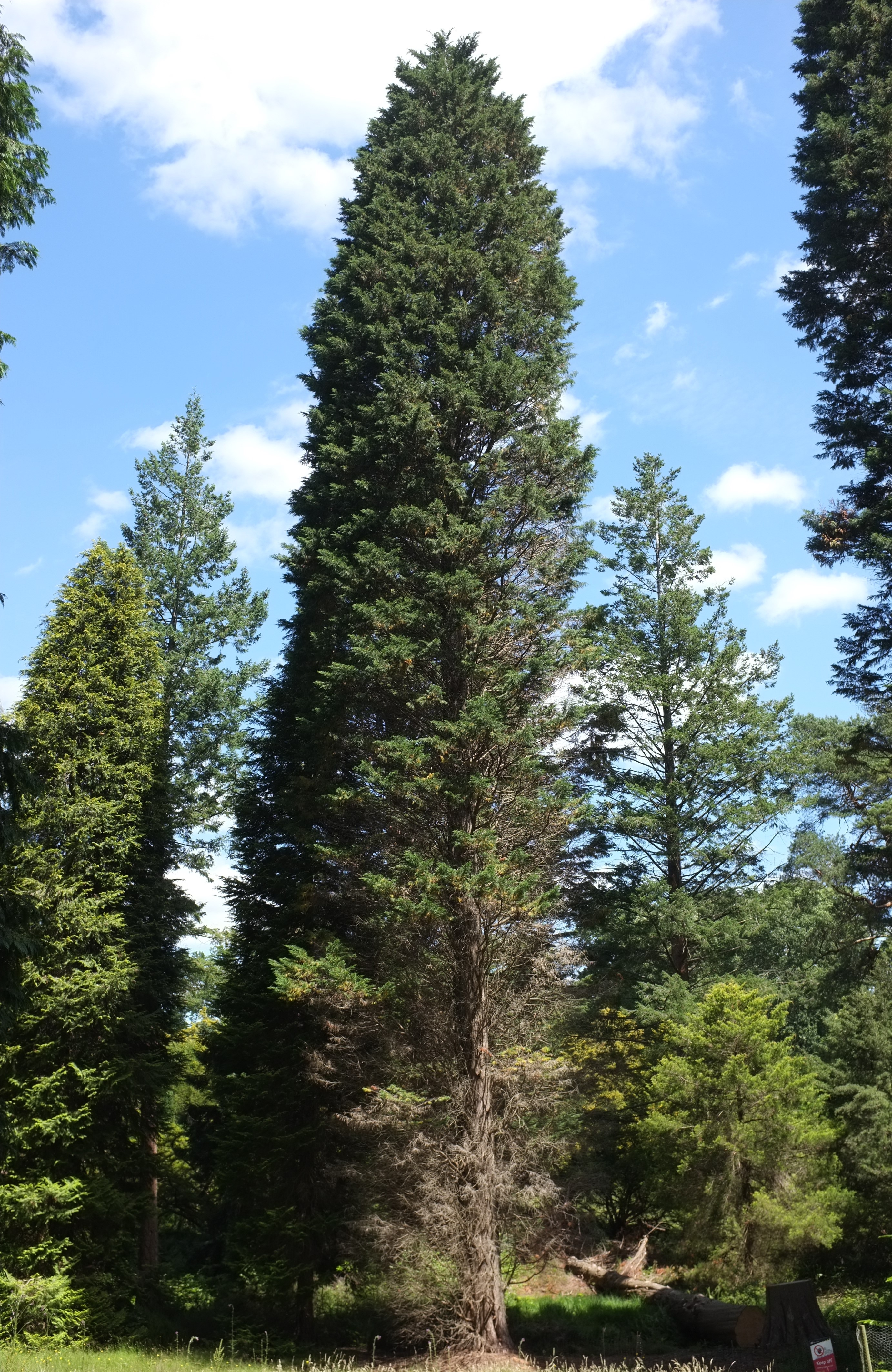 Tree of the Month - August · The Tree Register