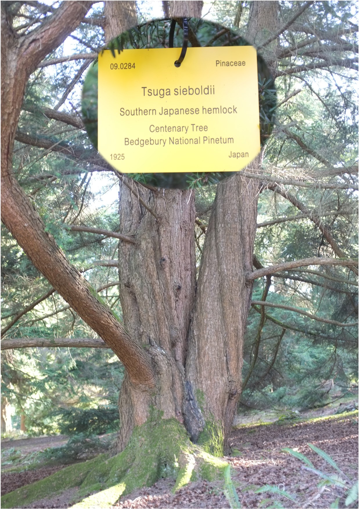 Tree of the Month - March · The Tree Register