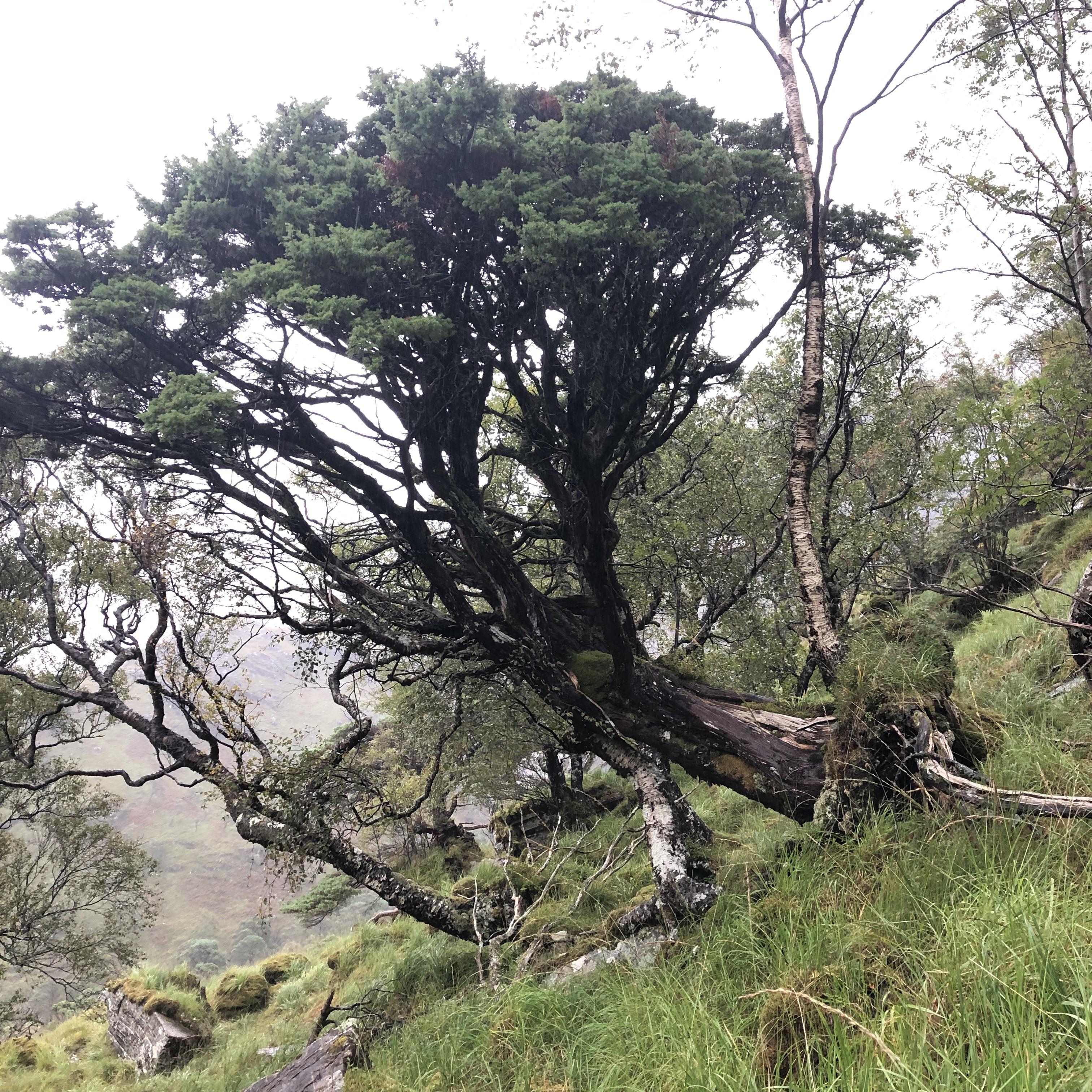 Tree of the Month - January · The Tree Register