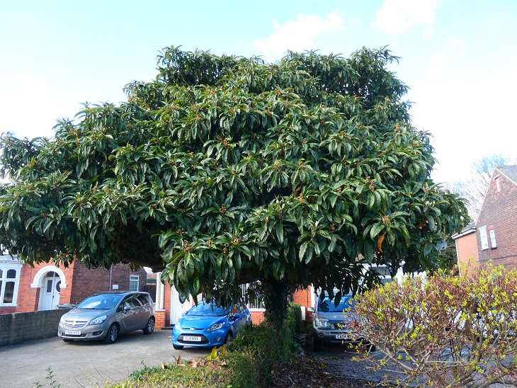 Tree of the Month - April · The Tree Register