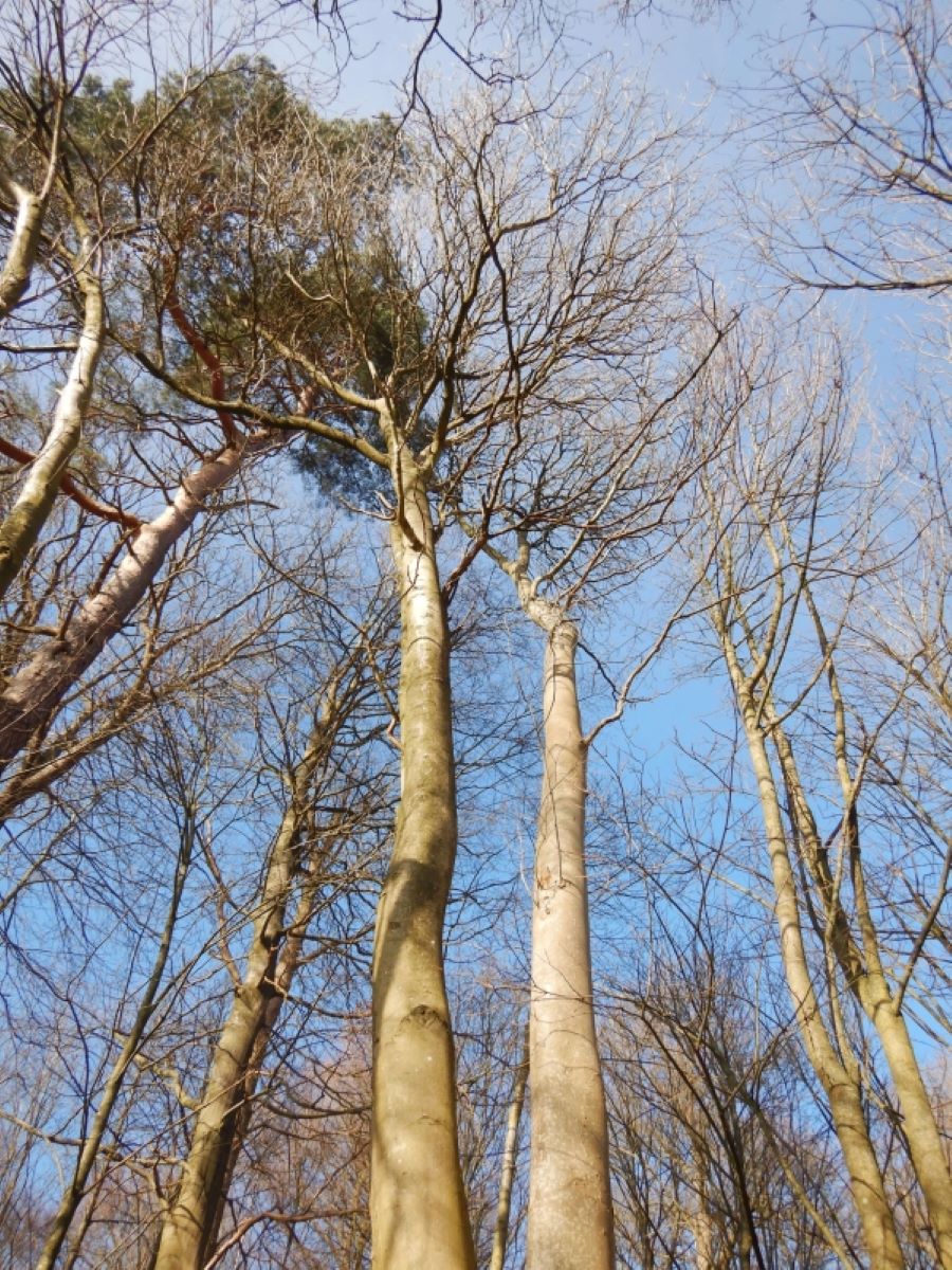 Tree of the Month - March · The Tree Register