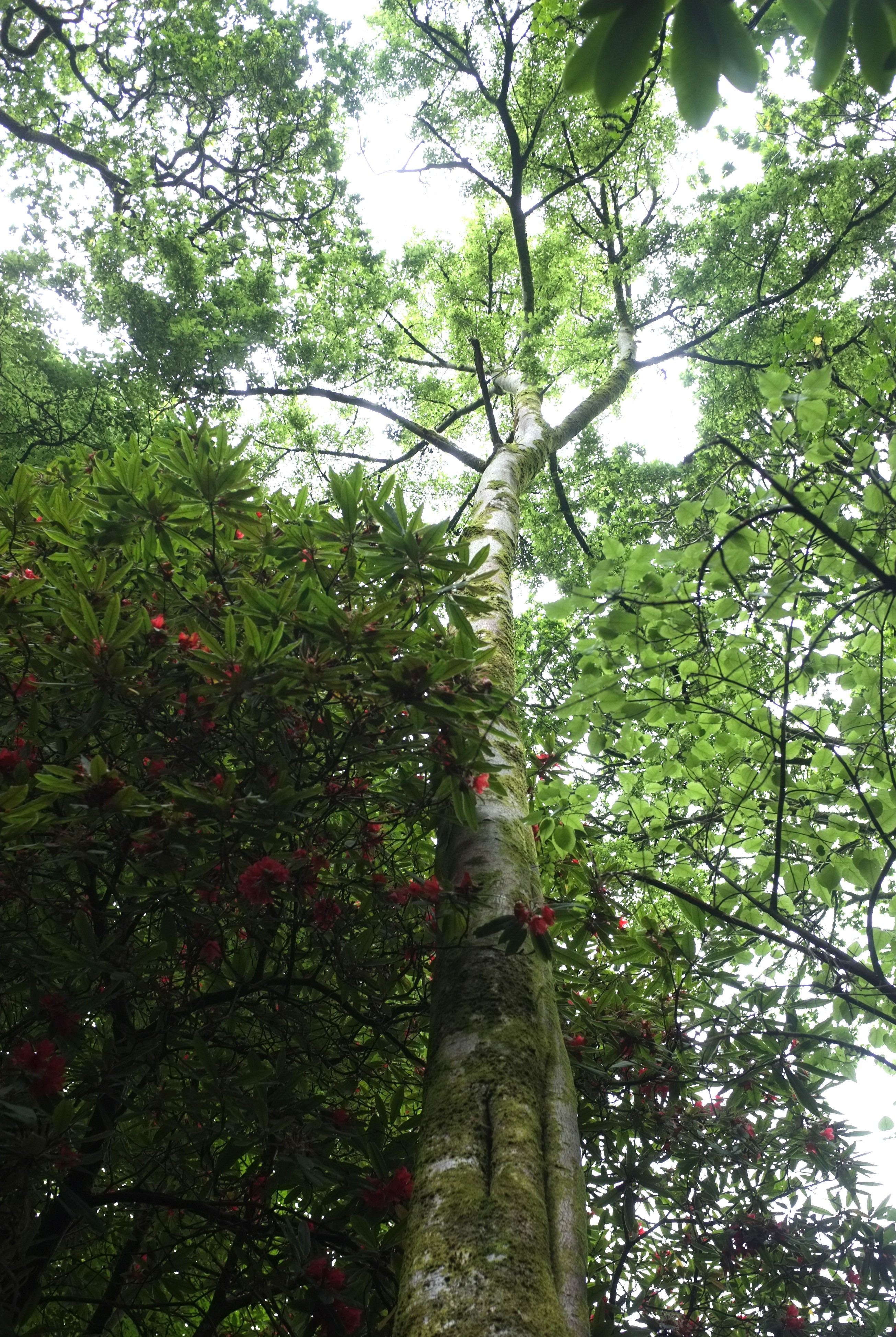 Tree of the Month - November · The Tree Register