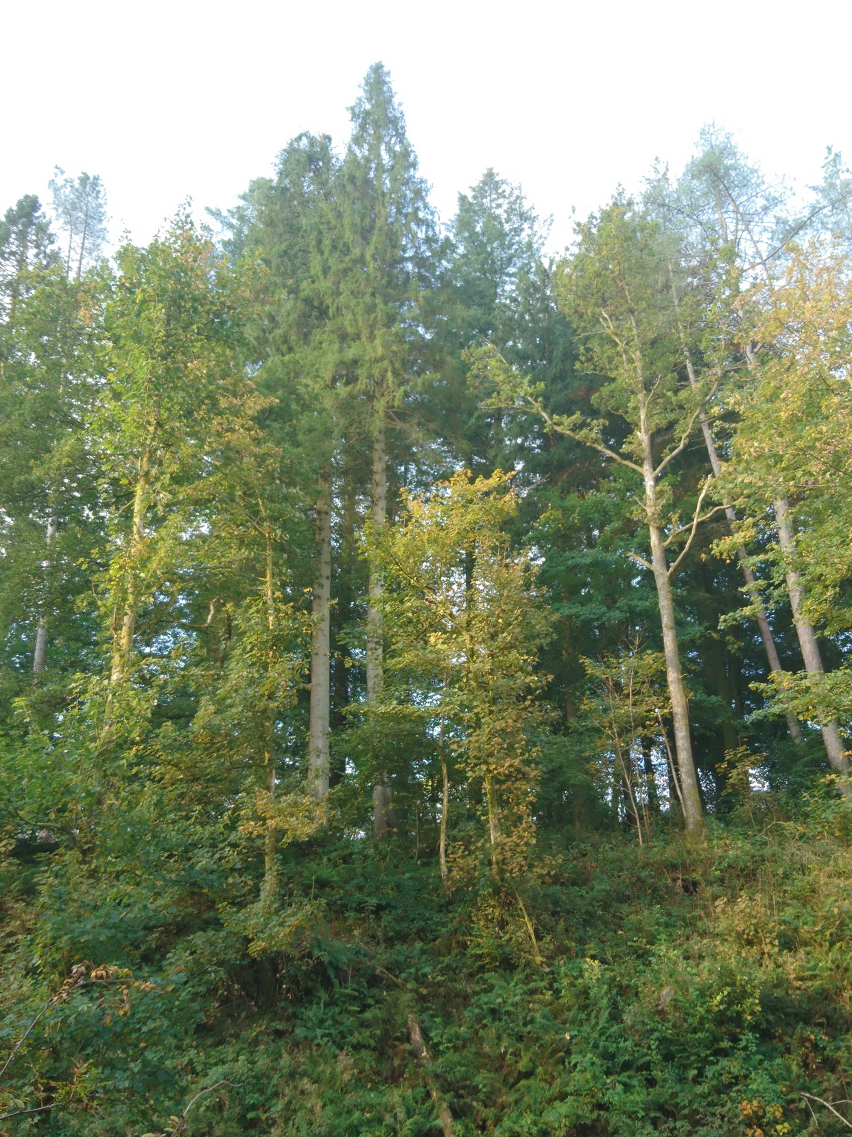 Tree of the Month - November · The Tree Register