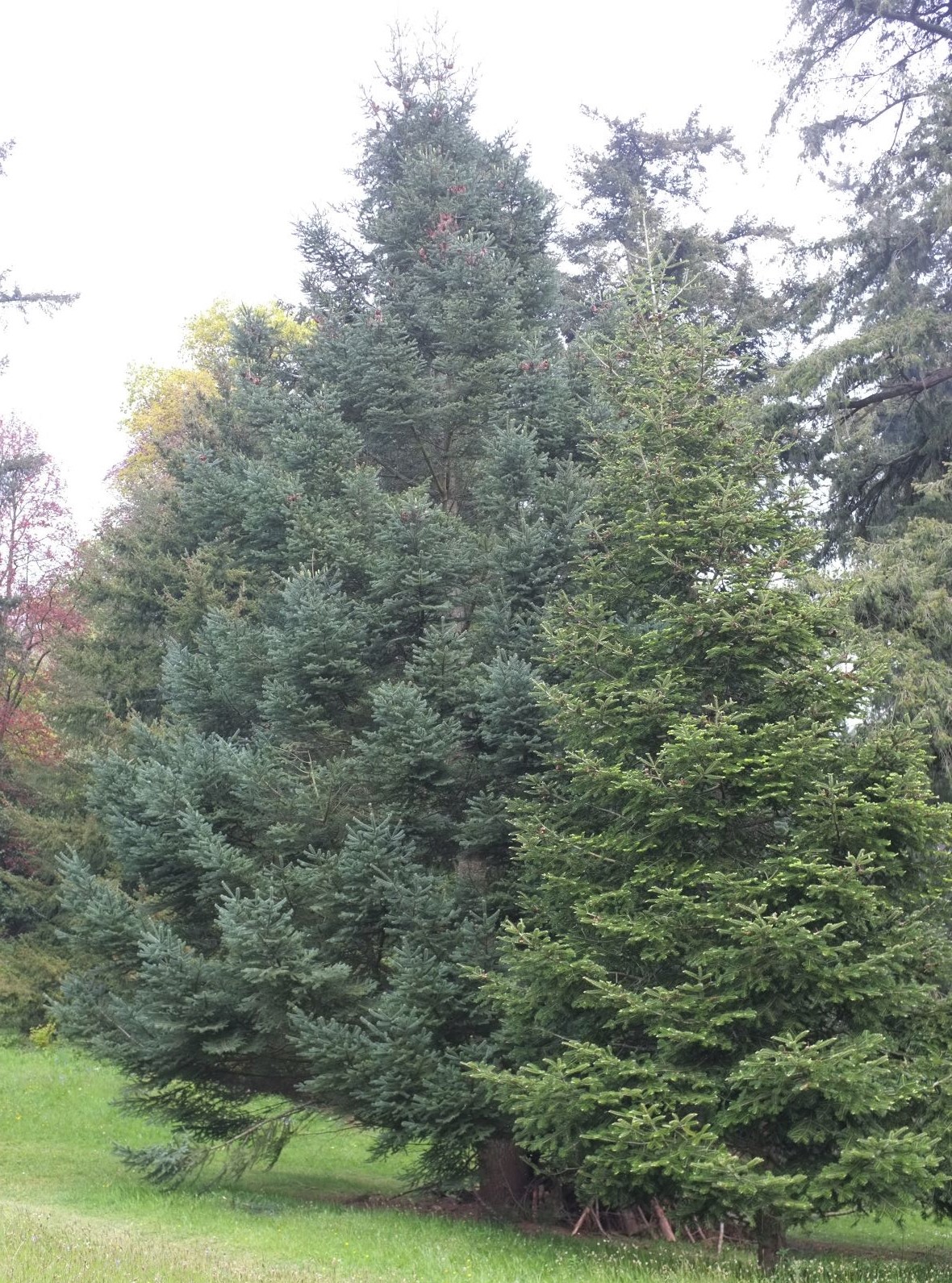 Tree of the Month - February · The Tree Register