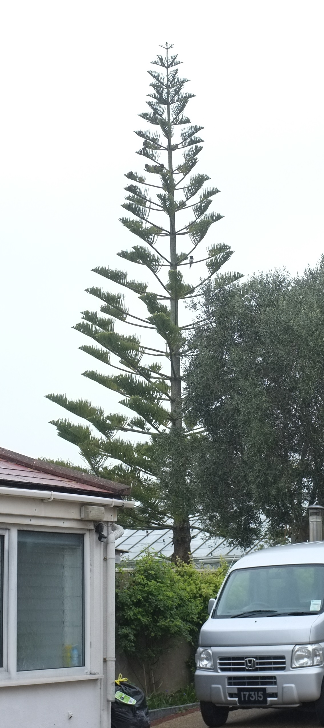 Tree of the Month - May · The Tree Register