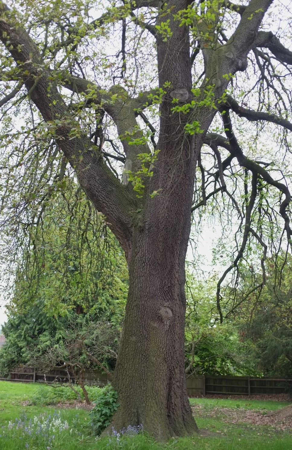 Tree of the Month - November · The Tree Register