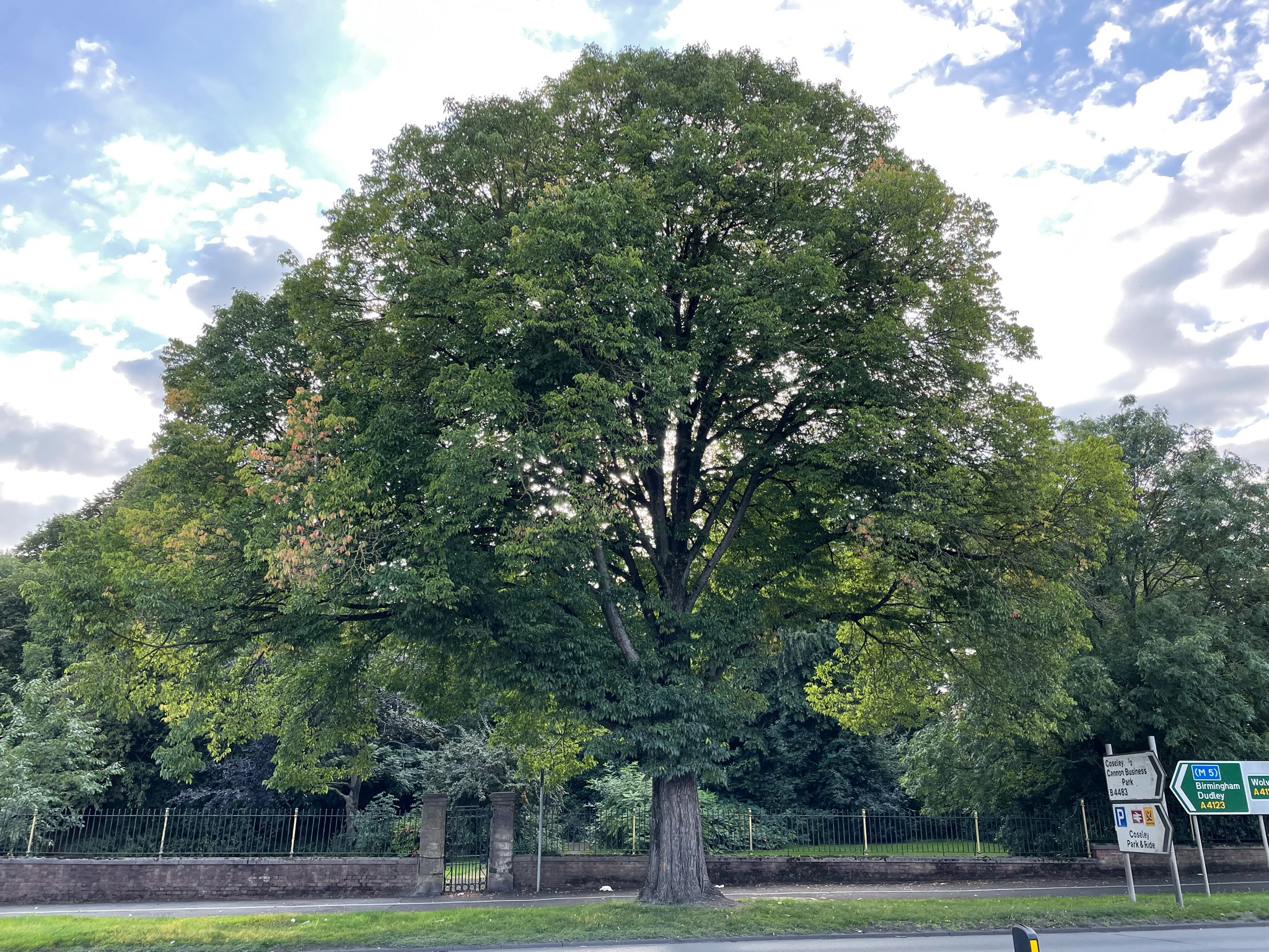 Tree of the Month - September · The Tree Register