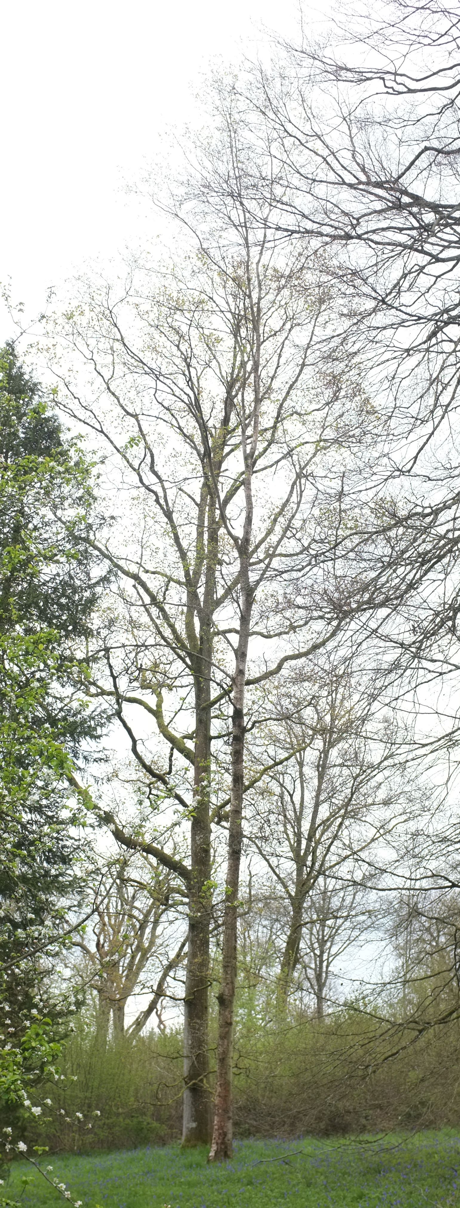 Tree of the Month - June · The Tree Register