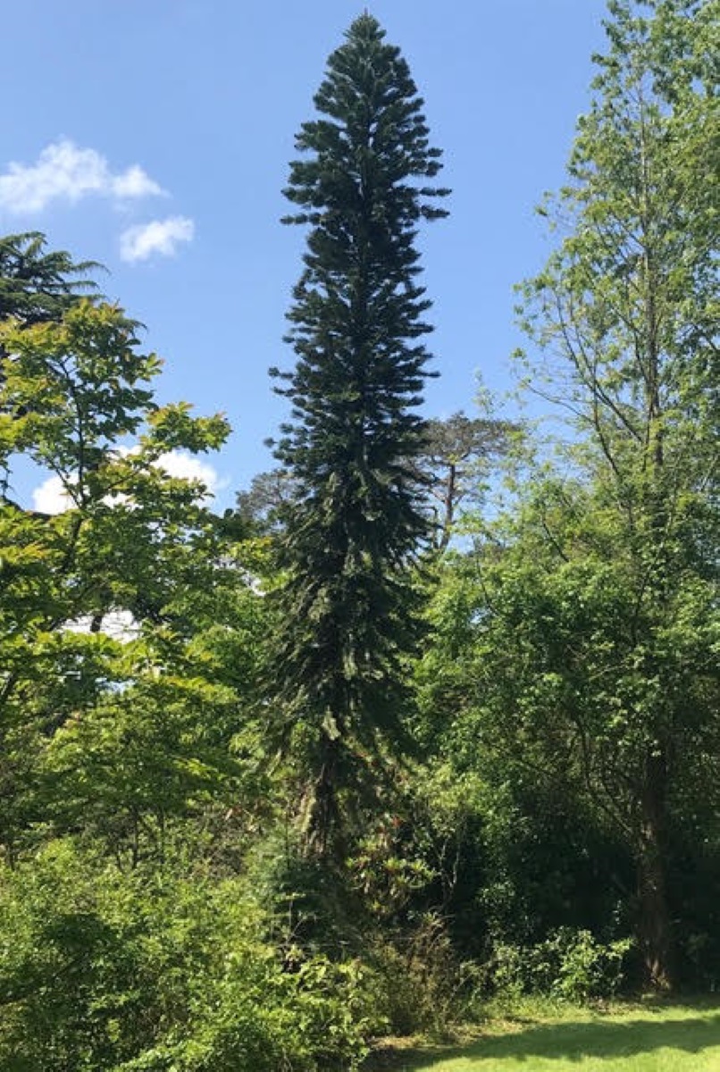 Tree of the Month - June · The Tree Register