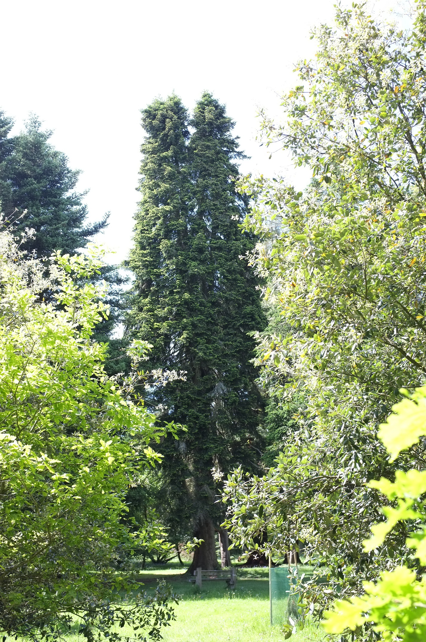 Tree Collections - The Tree Register